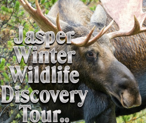 Jasper Wildlife Tours