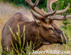 Jasper Wildlife Tours
