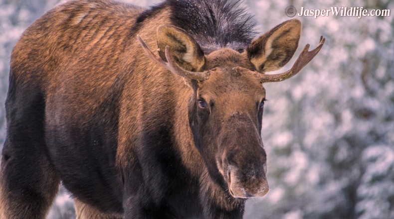 Jasper Wildlife Tours