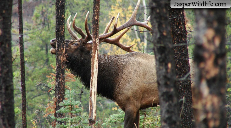 Jasper Wildlife