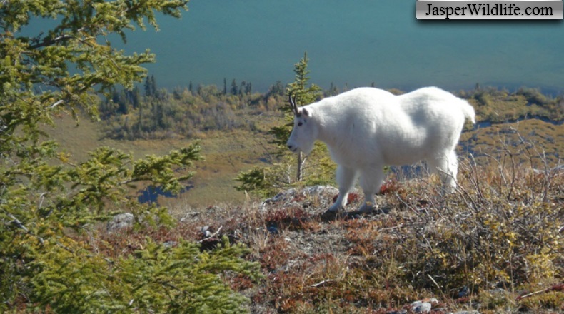 Jasper Wildlife Tours